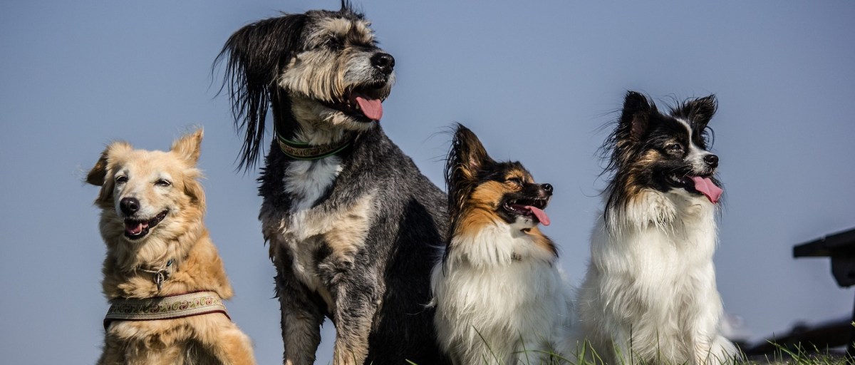 All Dogs are Singers by R. Harlan Smith – literally stories