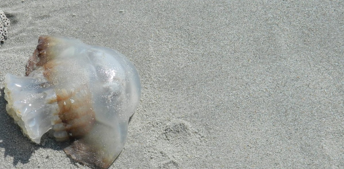 Globsters Anonymous By Leila Allison – literally stories