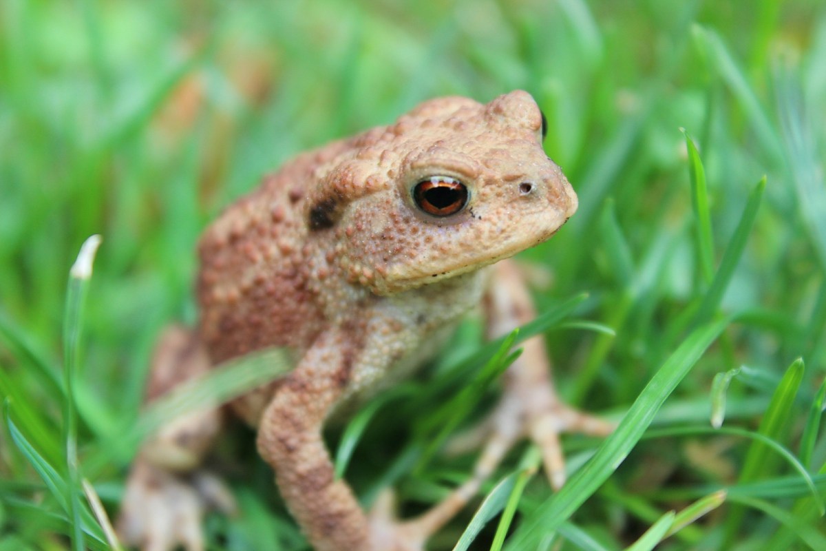 Summoning the Toads by Matthew Roy Davey – literally stories