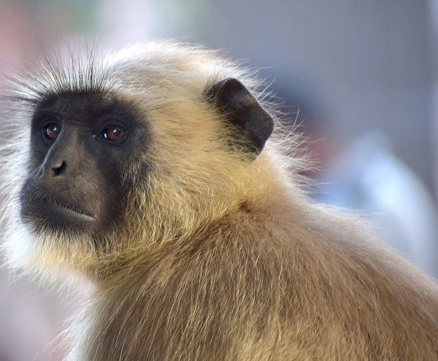 Mussolini’s Monkey by Marco Etheridge – literally stories