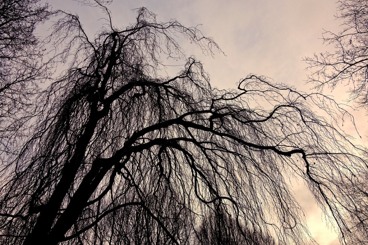 The Jubilee by Michael Barbato-Dunn – literally stories