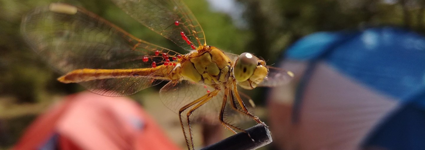 My Dad the Dragonfly by James Staynings – literally stories